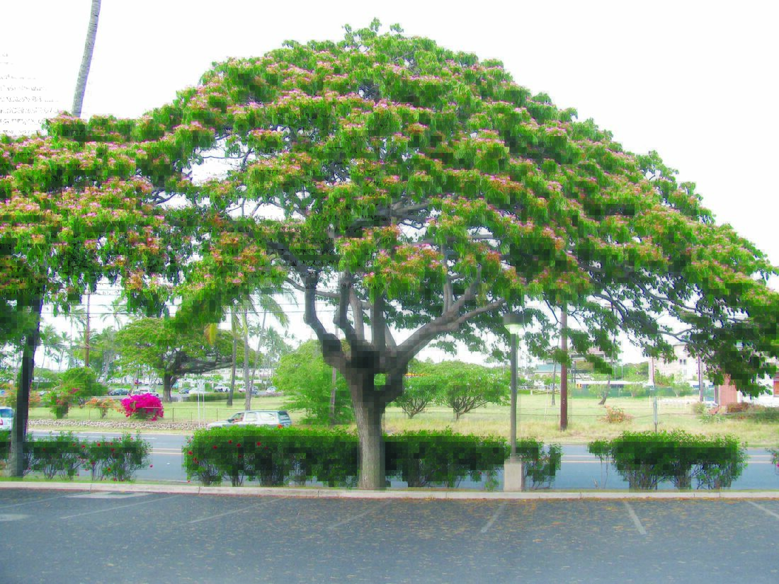 Urban forests support resilience | News, Sports, Jobs - Maui News